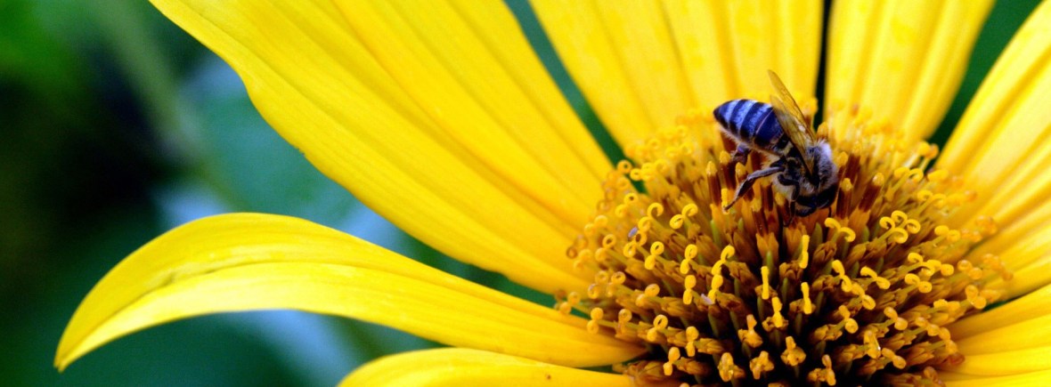 Beauty By Bees – Natural Ingredients, Beautiful Results